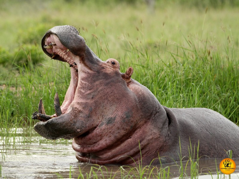 4 DAY KRUGER PARK BACKPACKERS – Vomba Tours & Safaris